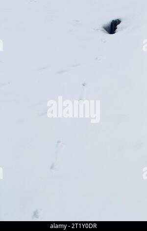Winter snow tracks of the stoat (Mustela erminea Stock Photo - Alamy