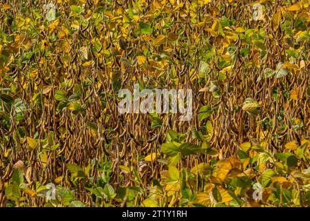 soybean shell in the soybean field. yellow and brown pods. Productivity ...