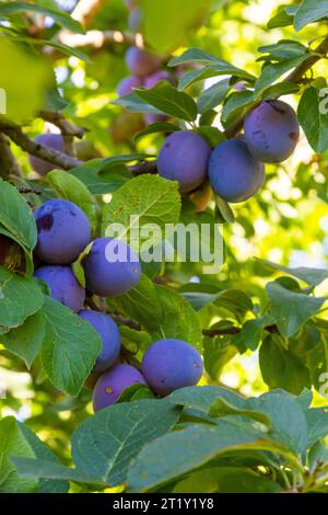 Branches on a italian plum tree heavy with ripe fruit Stock Photo - Alamy