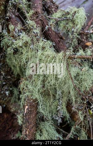 Closeup of lichen Usnea Filipendula and a parasite plant in a tree ...