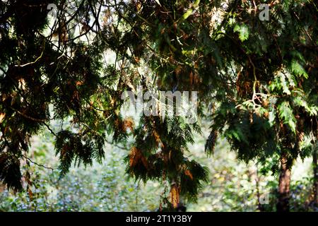 woodland tree branches hanging in beautiful sunlight Stock Photo - Alamy