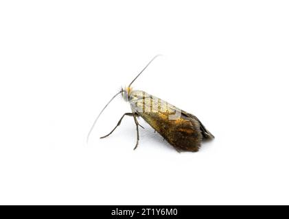 Small Adult Phereoeca Moth of the order lepidopteraPhereoeca isolated ...