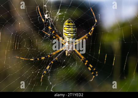 Closeup of exotic striped Argiope bruennichi orb web spider sitting on ...