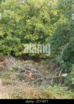 Tree details, Hopesay, Shropshire, England Stock Photo - Alamy