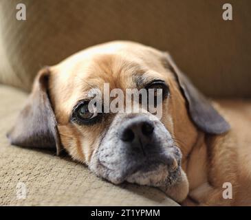 Brown senior puggle looking into camera with sad eyes Stock Photo - Alamy