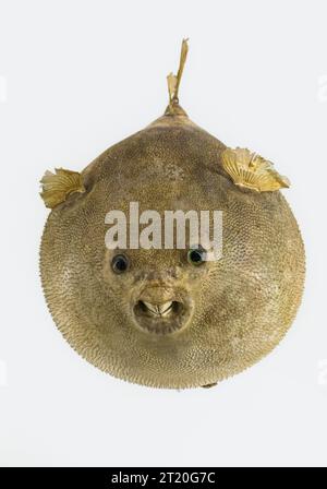 Arothron hispidus, white-spotted puffer, Weißflecken-Kugelfisch, Utopia ...