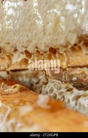 Beekeeping: honey dripping from the cells at the honey farm of La ...