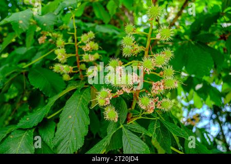 A cluster of small, still immature chestnuts, whose outer shape ...