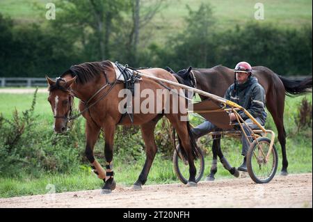 French trotting horses being exercised in Normandy Stock Photo - Alamy