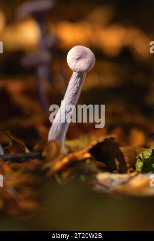 Purple violet mushroom Amethyst deceiver (Laccaria amethystina Stock ...