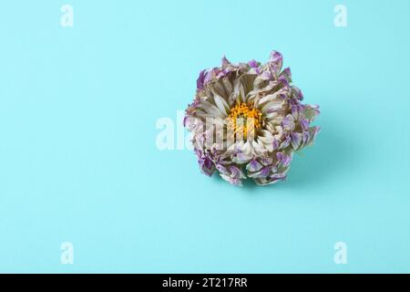 Wilting flower against blue background. Wilted dahlia close up Stock ...