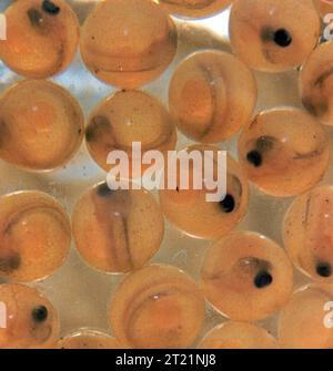Salmon fry just hatching Stock Photo - Alamy