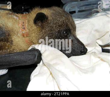 bats; bat; Guam; Northern Mariana Islands. Descriptive Note: Habitat ...