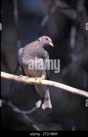 animal; Gary Kramer. Subjects: Birds. . 1998 - 2011 Stock Photo - Alamy