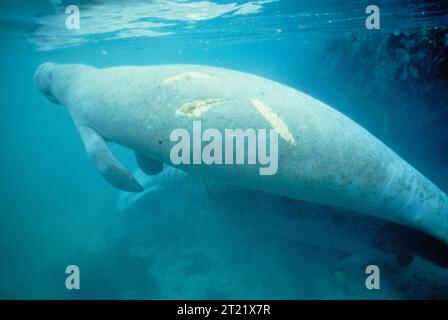 Manatee bearing scars on back from boat propeller Stock Photo - Alamy