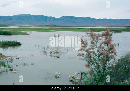 Saltcedar, also known as tamarisk, is an invasive plant species ...