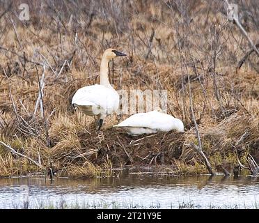 North Nest Key Stock Photo - Alamy