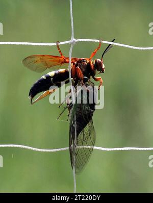 A cicada killer wasp is seen holding a dead cicada in its mandibles ...