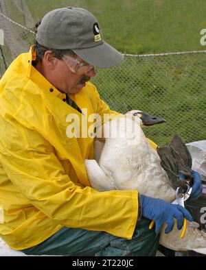 Banding a Tundra Swan as part of a wildlife monitoring program. This ...