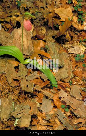 orchid flower unique species close up shot with blurred background and ...