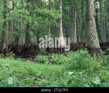 Bayou Cocodrie National Wildlife Refuge Wildlife Observation Deck Stock ...