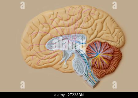 Model of the human brain for teaching in the medical class. The ...