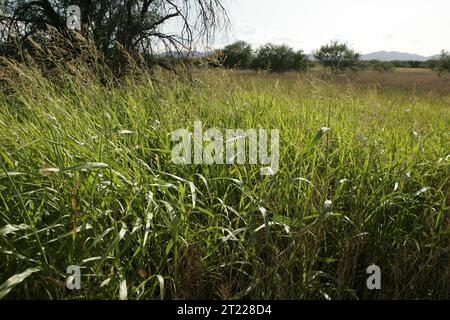 Invasive grasses compete with native plants Stock Photo - Alamy