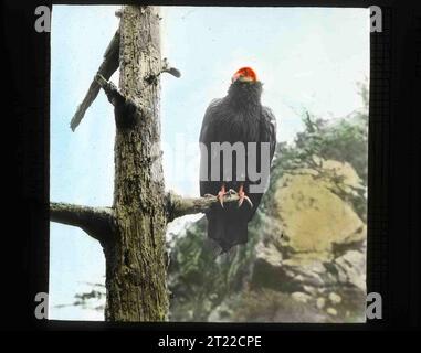 A California condor perches on a dead snag near its nesting site in ...