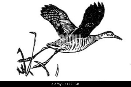 Rallus elegans. Creator: Hines, Robert W. Subjects: Birds; Birds ...
