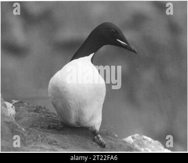 Pacific murre nesting on rocky ledge at Sullivan Bluffs, west of the ...