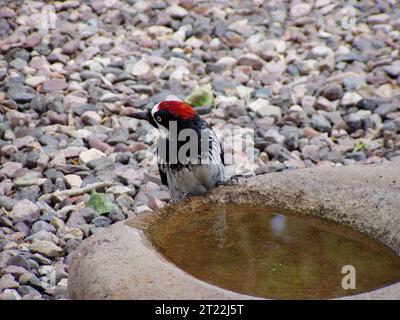 Acorn in woodland habitat Stock Photo - Alamy