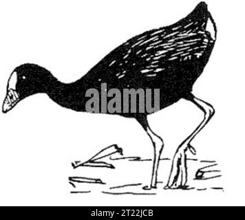 An illustration of birds commonly found in homes and gardens, with ...