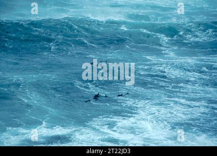 Creator: Rhode, Elaine. Subjects: Birds; duck; water; swimming ...