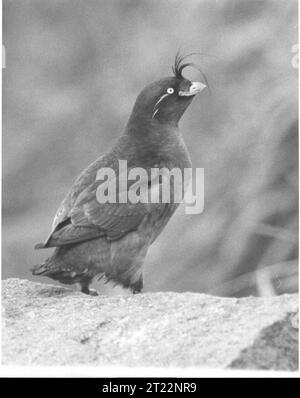 Alaska Maritime (D-2) Photo. Subjects: Species; Birds; Raptors; ARLIS ...