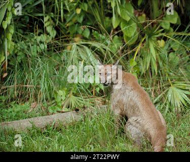 The Florida Panther, a critically endangered species, is photographed ...