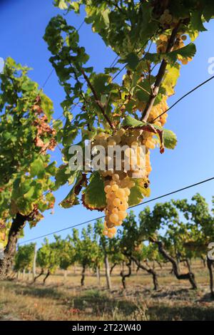 Monbazillac. Bunches of grapes with the beginning of noble rot ...