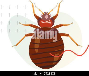 Bed Bugs - Genus Cimex - Stock Illustration as EPS 10 File Stock Vector ...