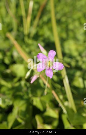 Blooming beautiful small flowers (Oxalis corymbosa) beside manhole ...