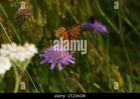 Brenthis ino Family Nymphalidae Genus Brenthis Lesser Marbled ...