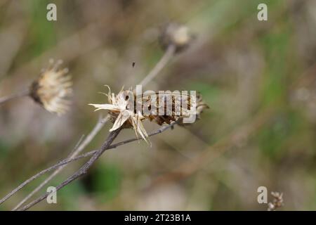 Boloria dia Family Nymphalidae Genus Boloria Weavers fritillary Violet ...