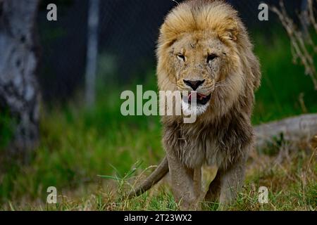 Male Lion displaying his Magnificent Mane Stock Photo - Alamy