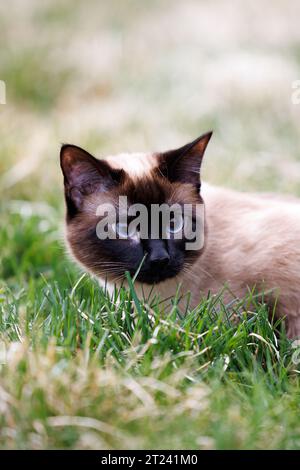 Portrait of a white kitten with some tan hair and deep blue eyes Stock ...