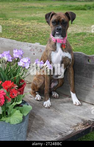 Boxer sitting in old wood trailer with buckets of flowers Stock Photo ...