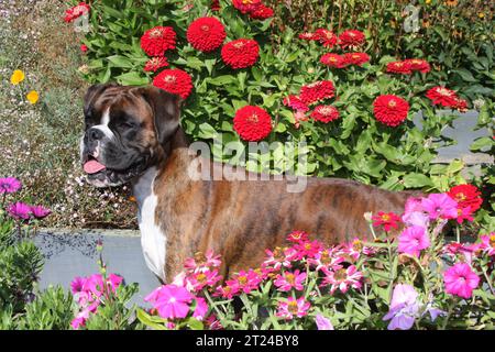Boxer standing surrounded by garden flowers Stock Photo - Alamy