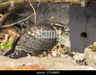 Merlin falcon small raptor bird Stock Photo - Alamy