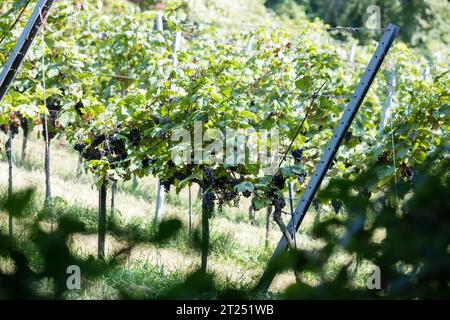 Hiking in the Vienna Woods wine region near the Austrian capital city ...