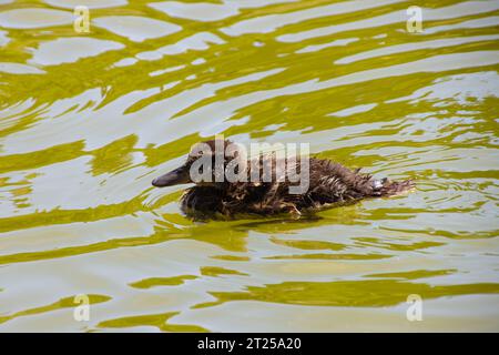 Cute little baby duckling swimming on the calm water of a pond Stock ...