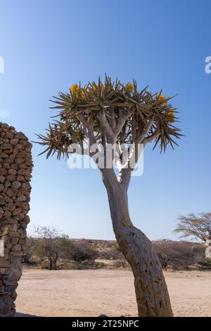 The Quiver Tree Forest (Kokerboomwoud in Afrikaans) is a forest and ...