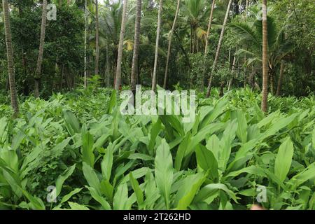 Beautiful greenery from kannur village, Kerala Stock Photo - Alamy