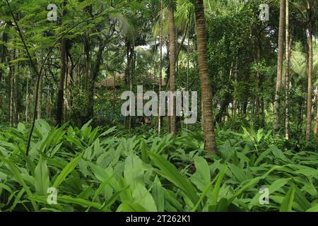 Beautiful greenery from kannur village, Kerala Stock Photo - Alamy